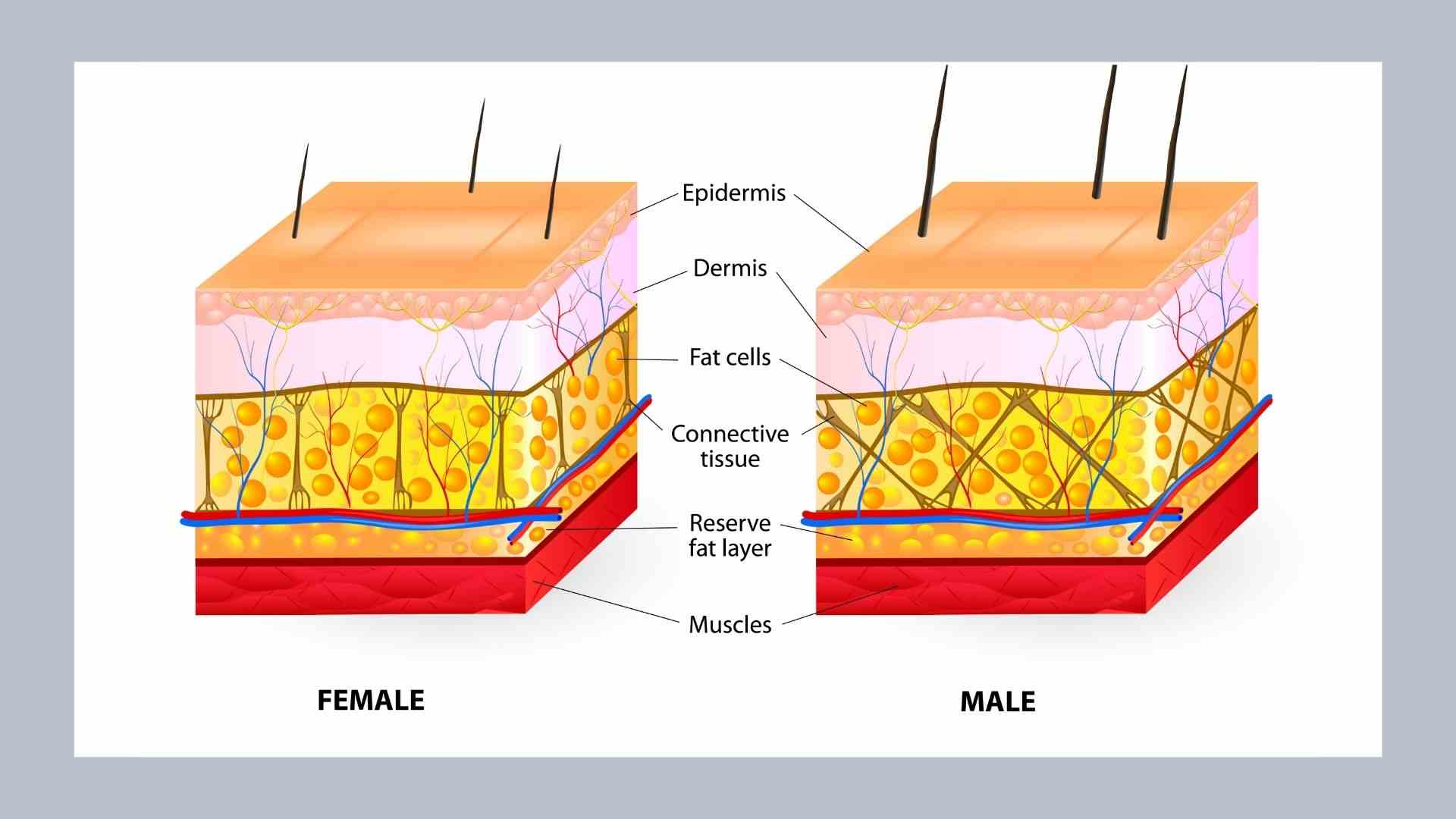 Bindweefsel massage Rotterdam | Massagesalon Yules Masseert